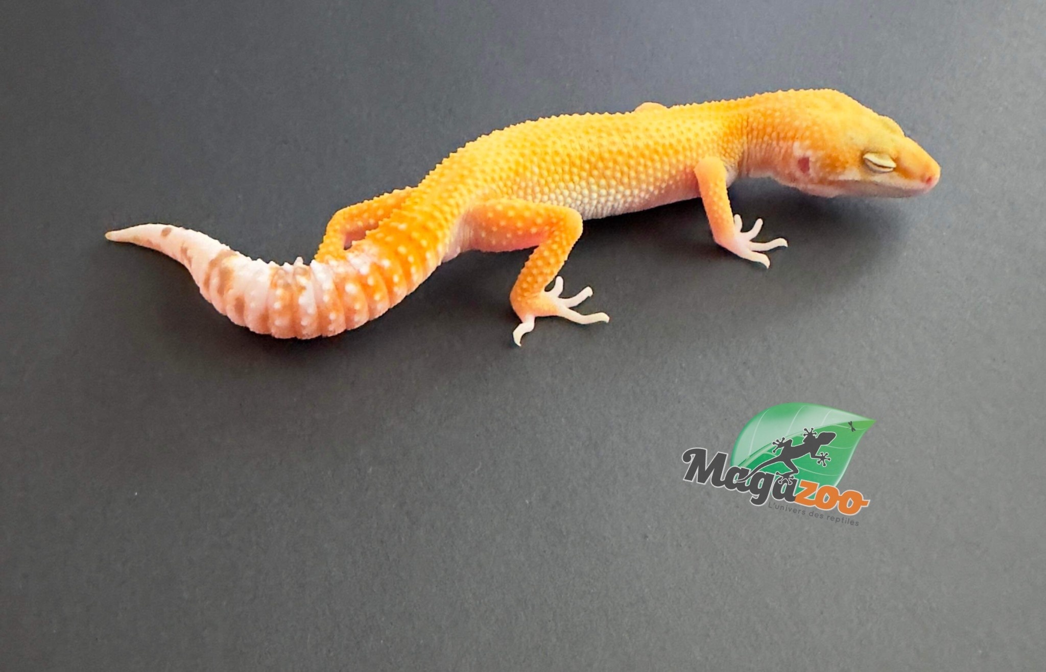 Super Giant Leopard Gecko