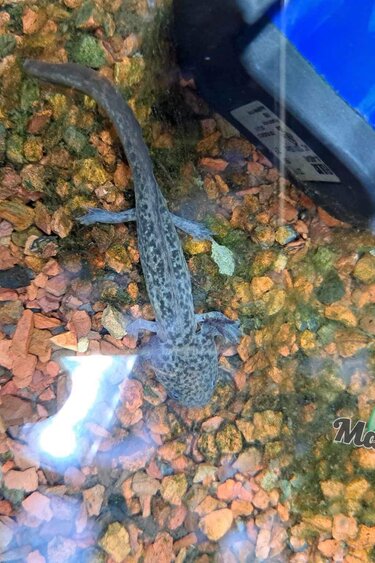 Amphibiens - Magazoo, l'Univers des Reptiles