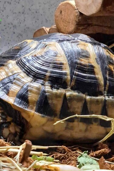 Tortues - Magazoo, l'Univers des Reptiles