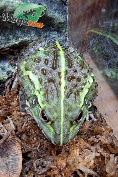 Amphibiens - Magazoo, l'Univers des Reptiles