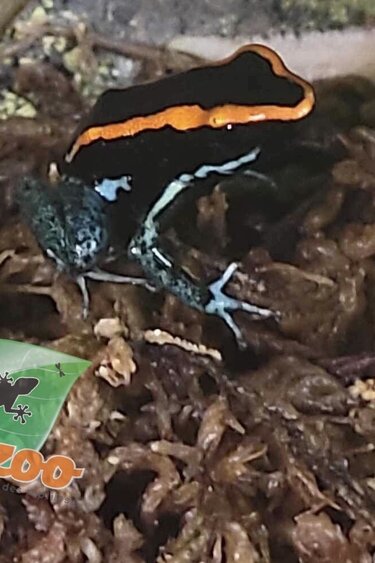 Amphibiens - Magazoo, l'Univers des Reptiles