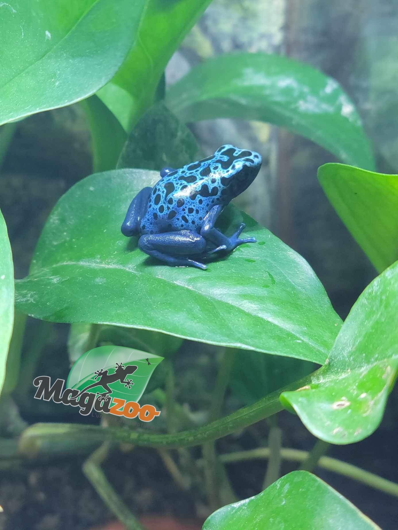 Baby Blue Poison Dart Frog