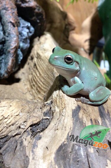 Amphibiens - Magazoo, l'Univers des Reptiles