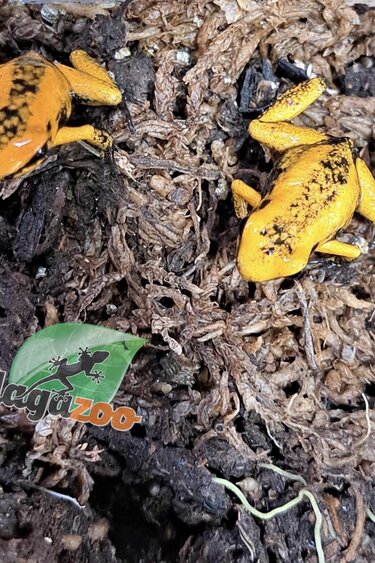 Amphibiens - Magazoo, l'Univers des Reptiles