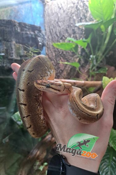 Snakes - Magazoo, the Universe of Reptiles