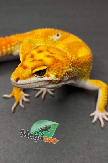 Lizards - Magazoo, the Universe of Reptiles
