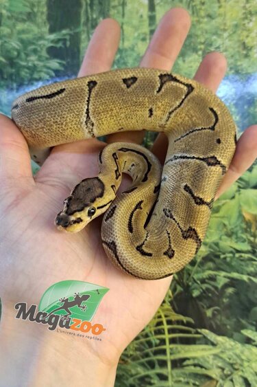 Serpents - Magazoo, l'Univers des Reptiles