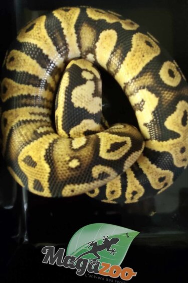 Serpents - Magazoo, l'Univers des Reptiles