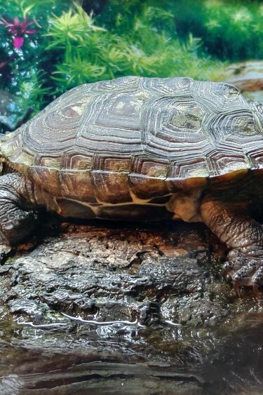 Turtles/Tortoises - Magazoo, the Universe of Reptiles