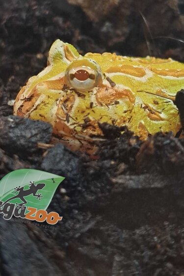 Amphibiens - Magazoo, l'Univers des Reptiles