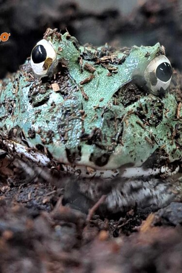 Amphibiens - Magazoo, l'Univers des Reptiles