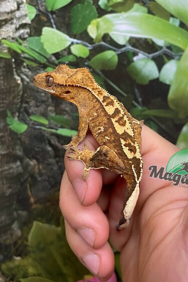 Lizards - Magazoo, the Universe of Reptiles