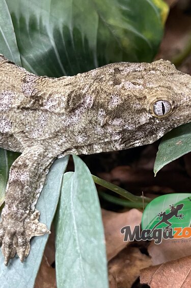 Lézards - Magazoo, l'Univers des Reptiles
