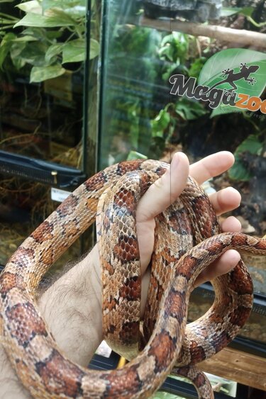 Nouveautés - animaux - Magazoo, l'Univers des Reptiles