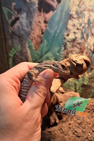 Lézards - Magazoo, l'Univers des Reptiles