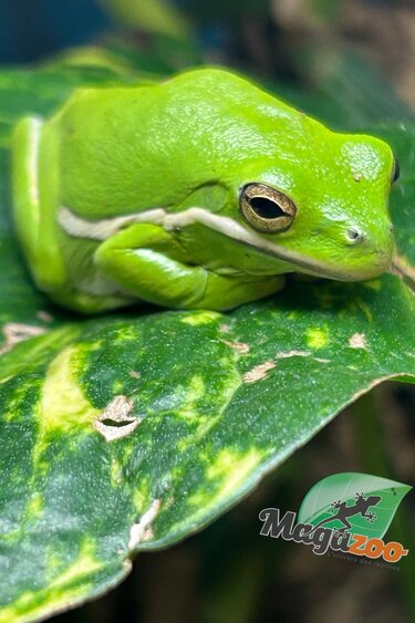 Amphibiens - Magazoo, l'Univers des Reptiles