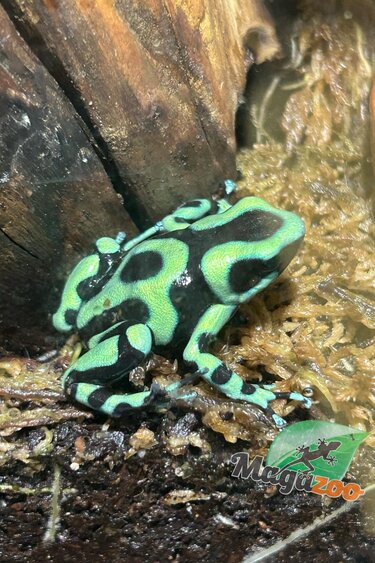 Amphibiens - Magazoo, l'Univers des Reptiles