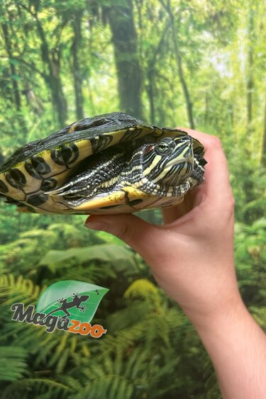 Tortues - Magazoo, l'Univers des Reptiles