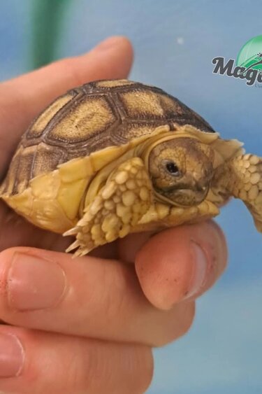 Tortoises - Magazoo, the Universe of Reptiles