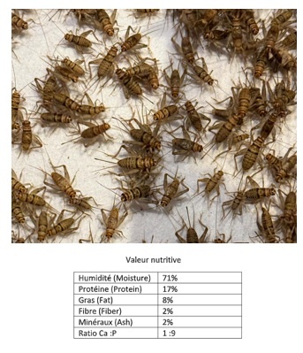 Banded Crickets crate of 1000 - Special order - Magazoo, the Universe ...