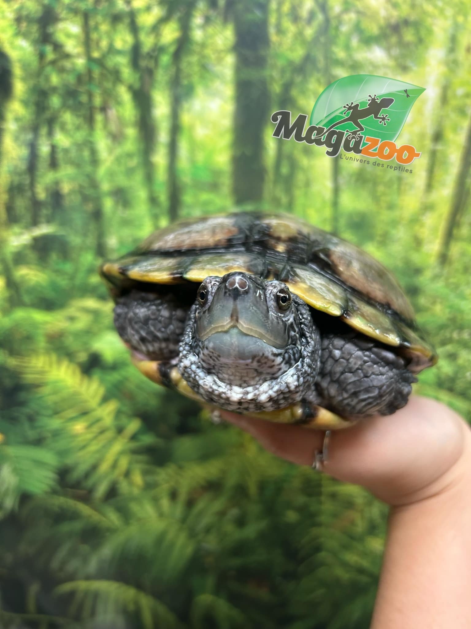 Male Red-eared slider turtle 15 years old / 2nd chance adoption ...