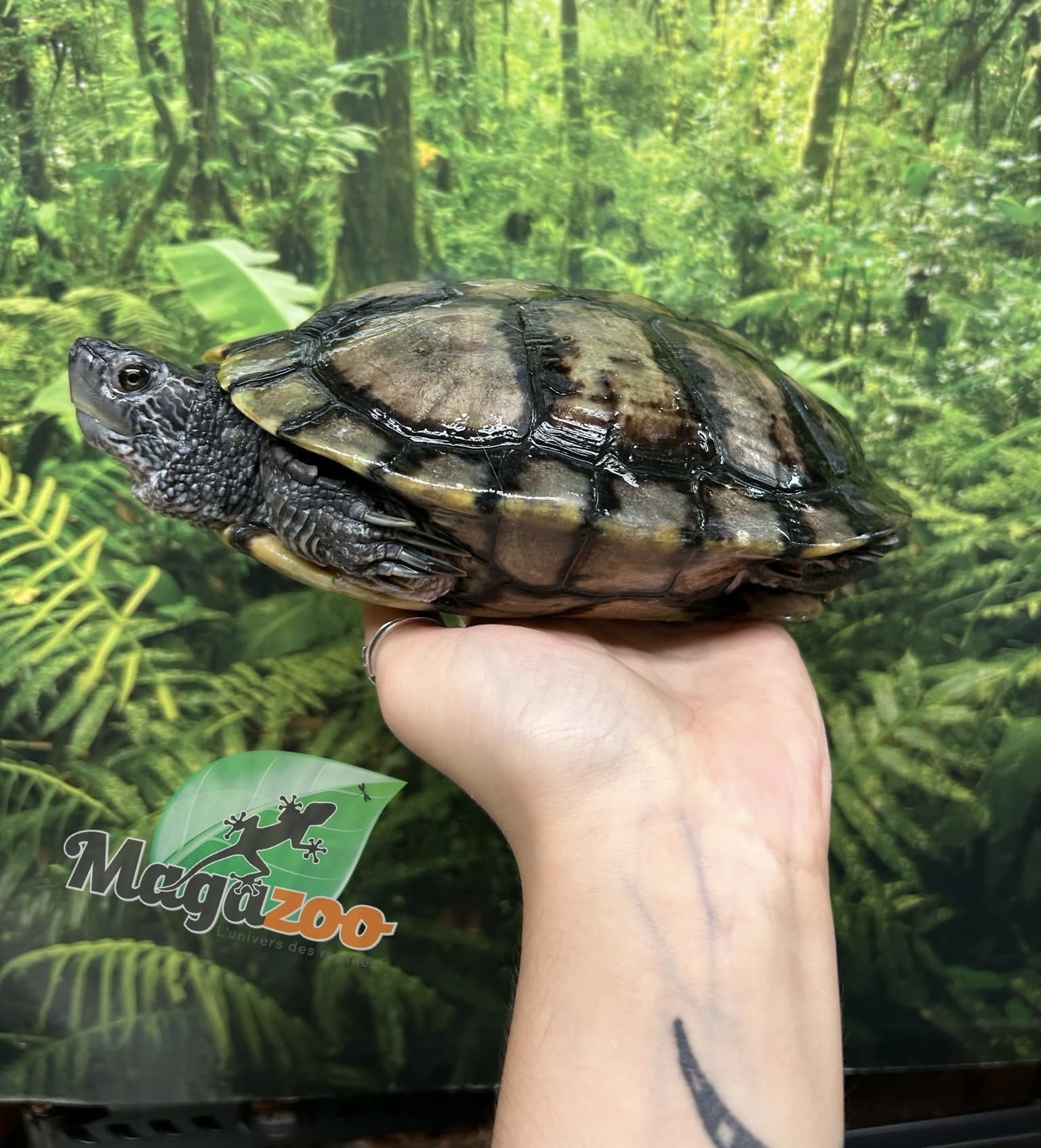 Male Red-eared slider turtle 15 years old / 2nd chance adoption ...