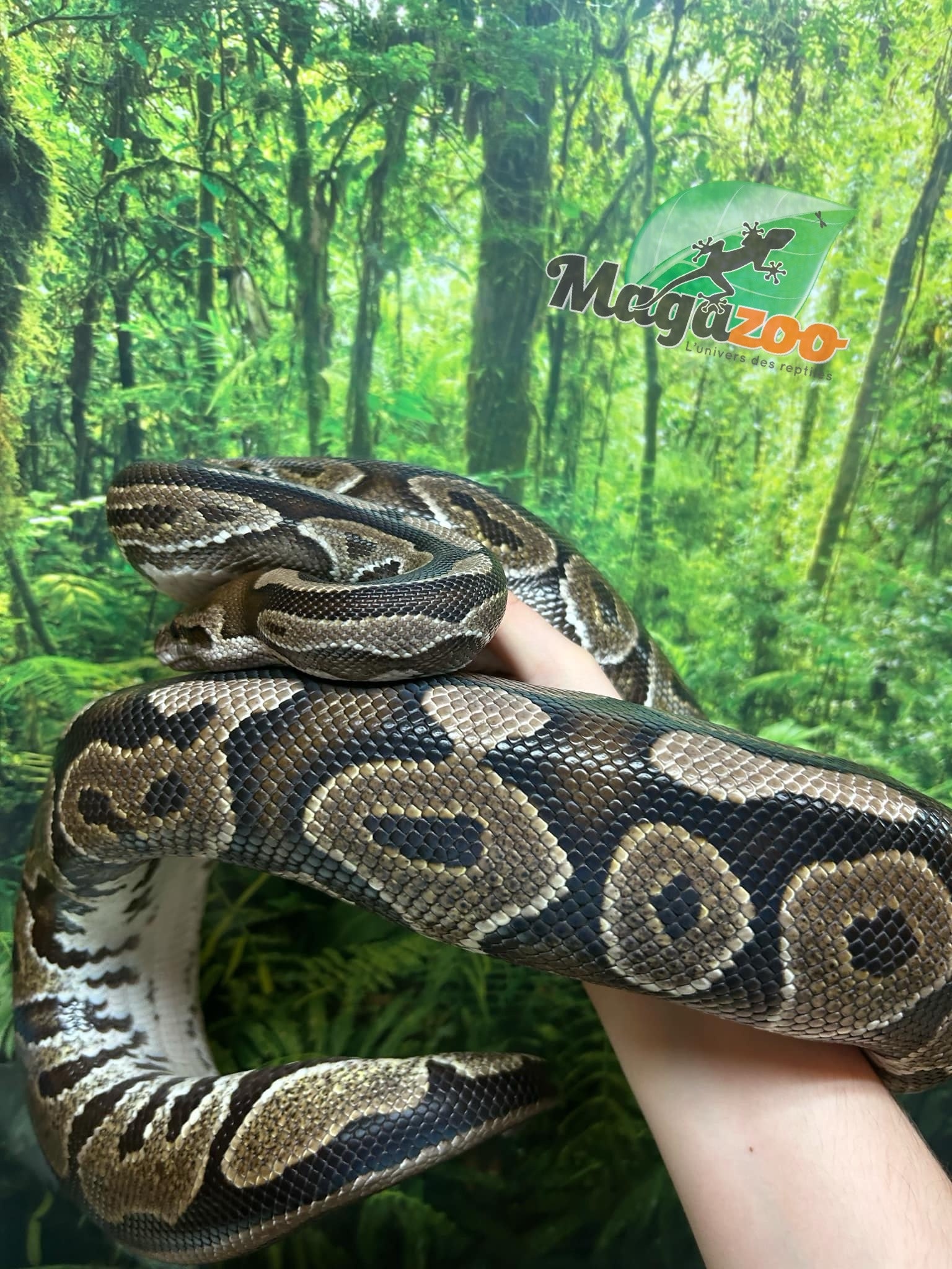Female Ball Python 5 years old /Adoption - 2nd chance - Magazoo, the ...