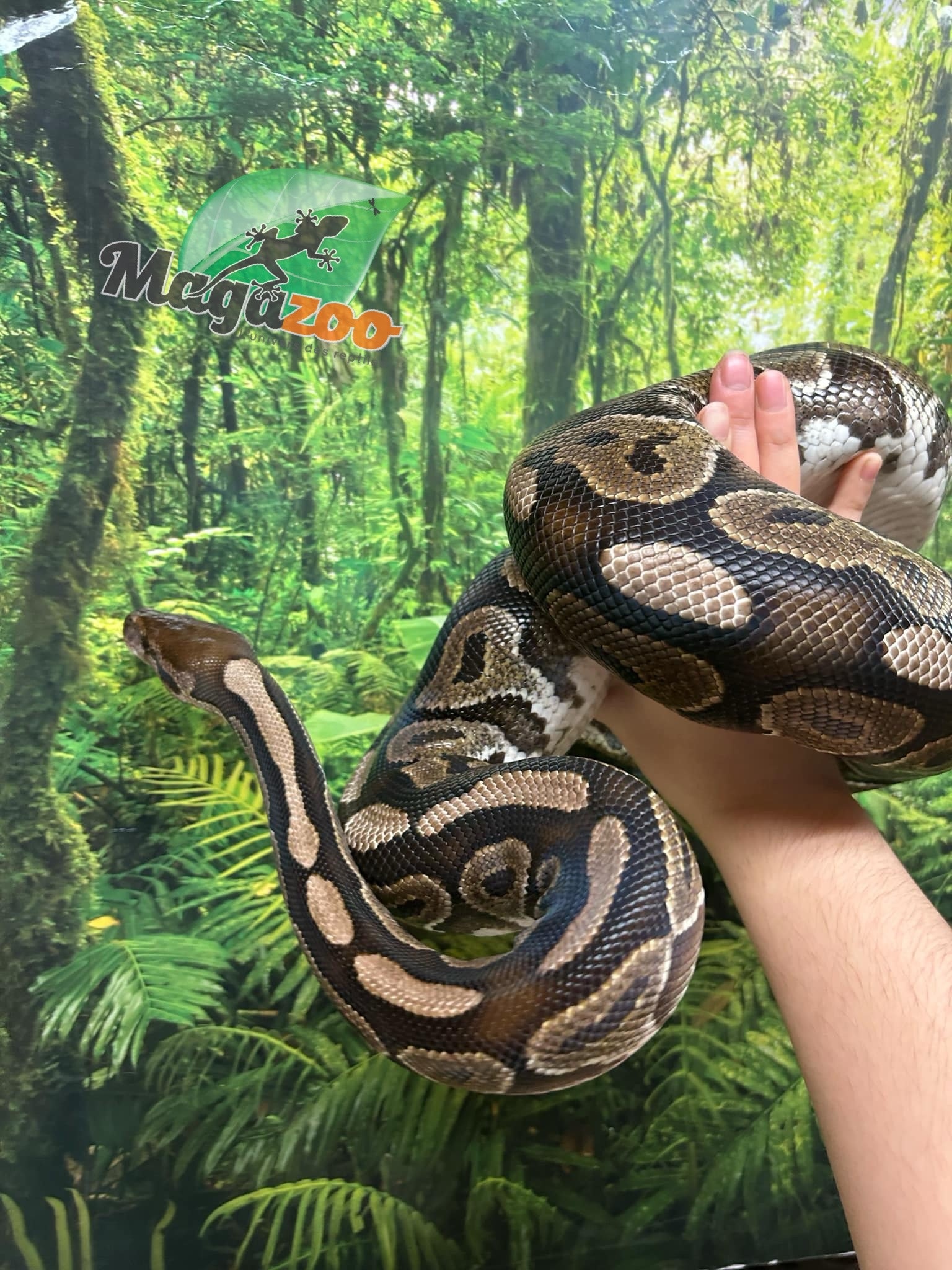 Female Ball Python 5 years old /Adoption - 2nd chance - Magazoo, the ...