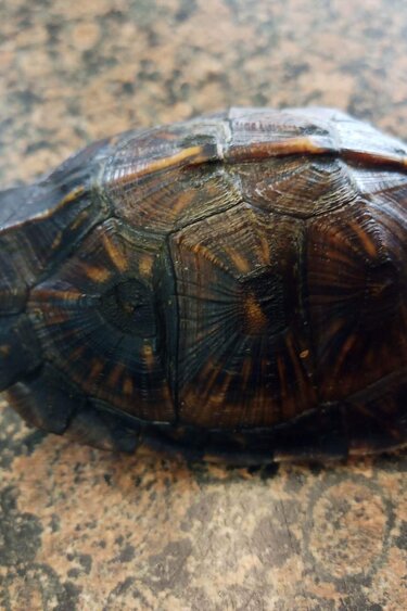 Tortues - Magazoo, l'Univers des Reptiles
