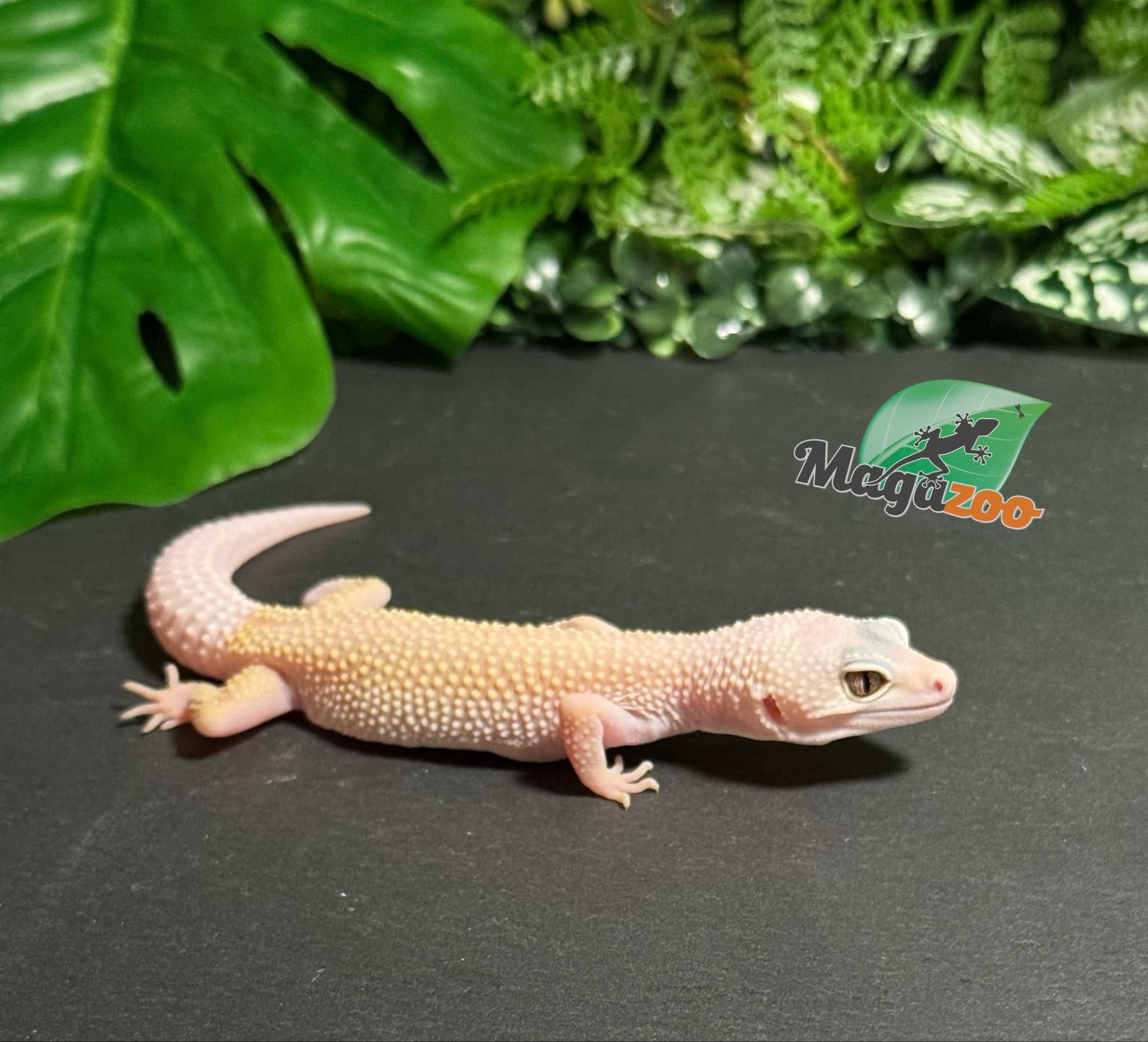 Macksnow murphy patternless female Leopard Gecko 04/13/24 #09 (SPECIA ...