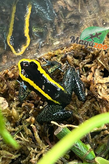 Amphibians - Magazoo, the Universe of Reptiles
