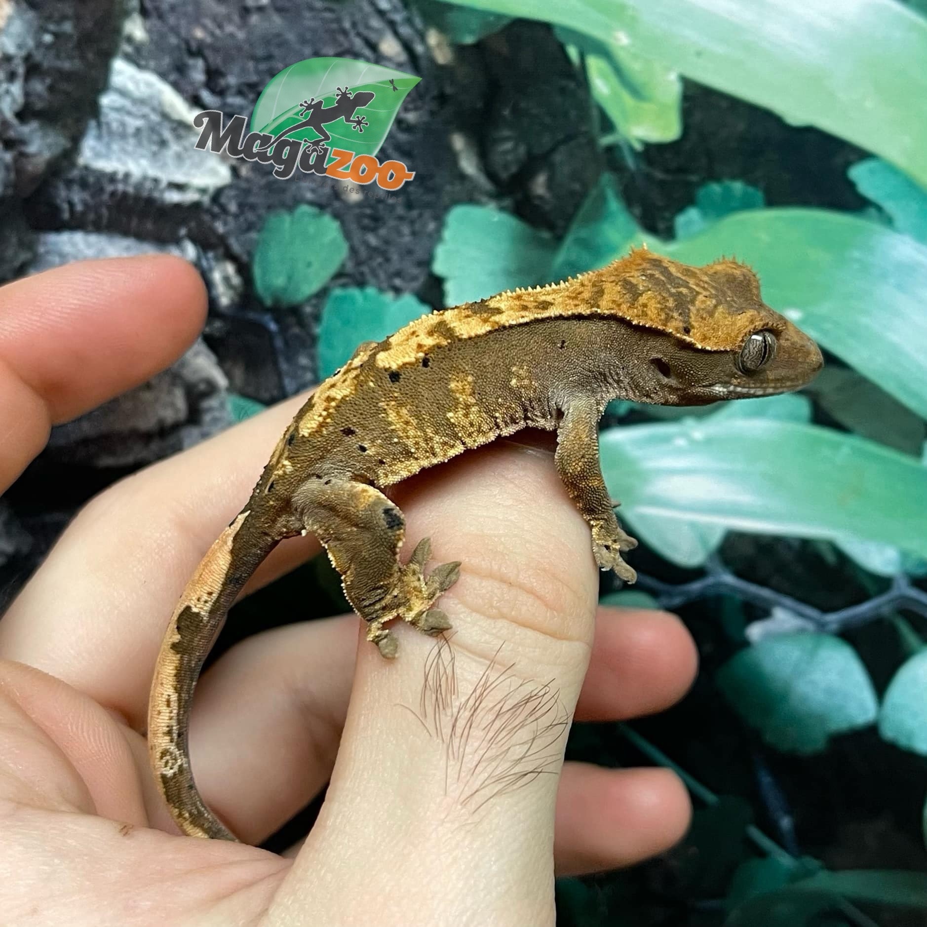 Gecko à crête Harlequin Dalmatien Bébé - Magazoo, l'Univers des Reptiles