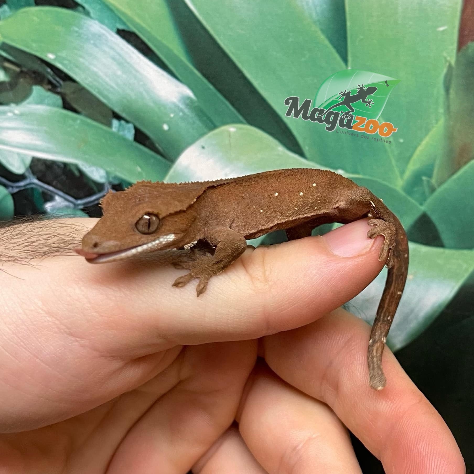 Crested gecko Red Patternless Baby #1 - Magazoo, the Universe of Reptiles