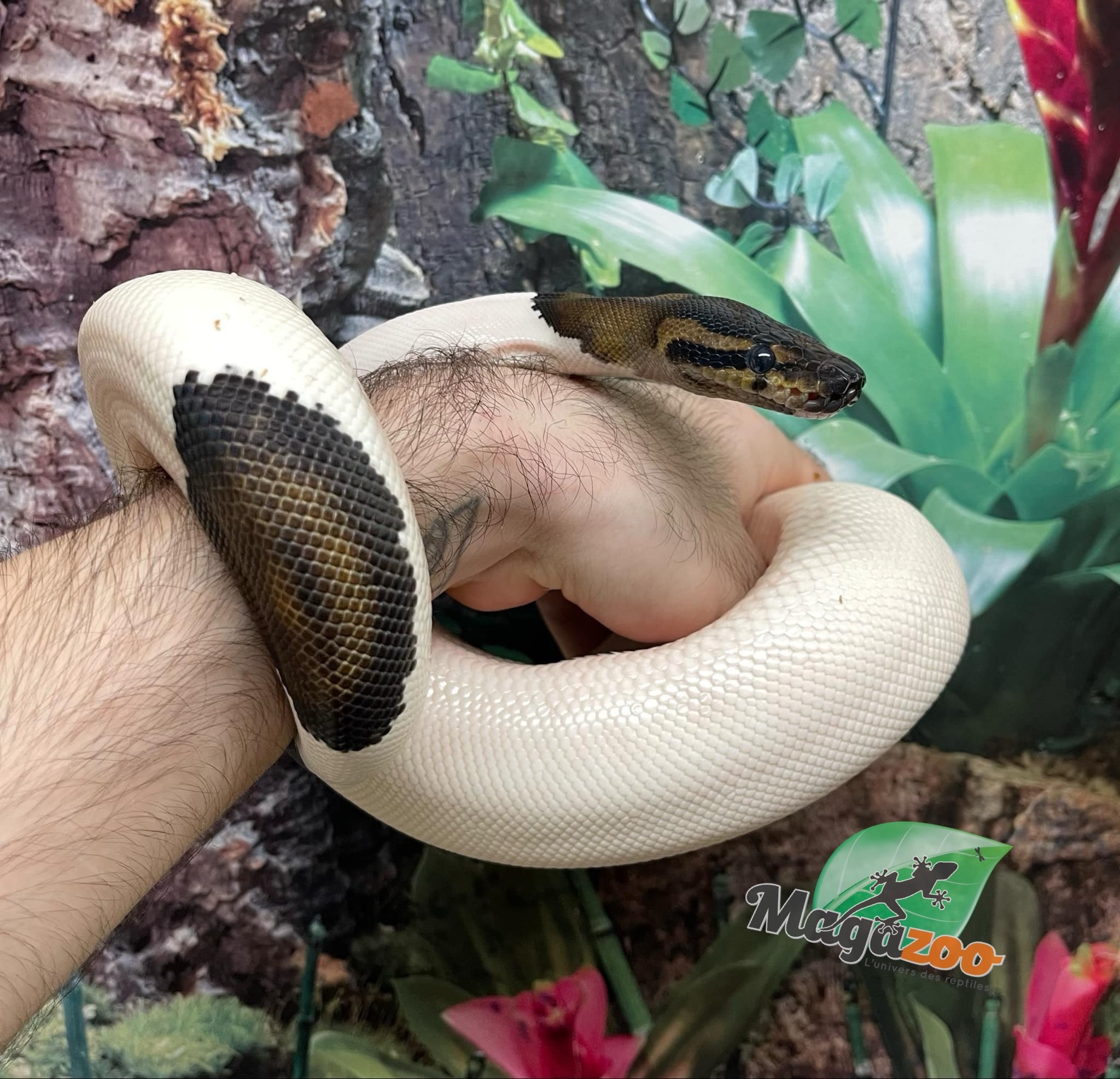 Python royal Black Pastel pied (66% het VPI Axanthic) Femelle - Magazoo ...