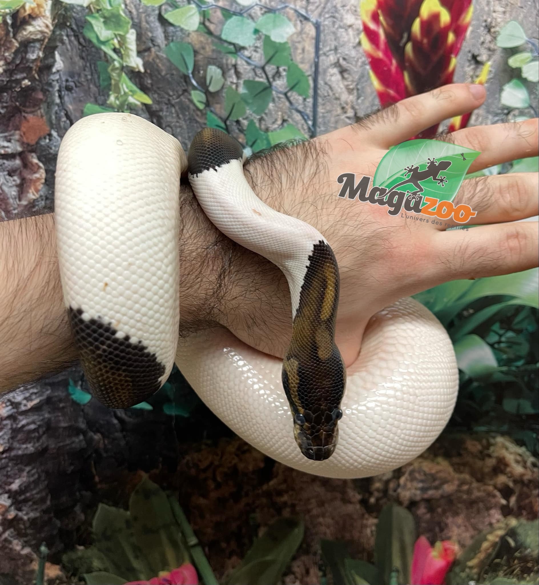 Python royal Black Pastel pied (66% het VPI Axanthic) Femelle - Magazoo ...