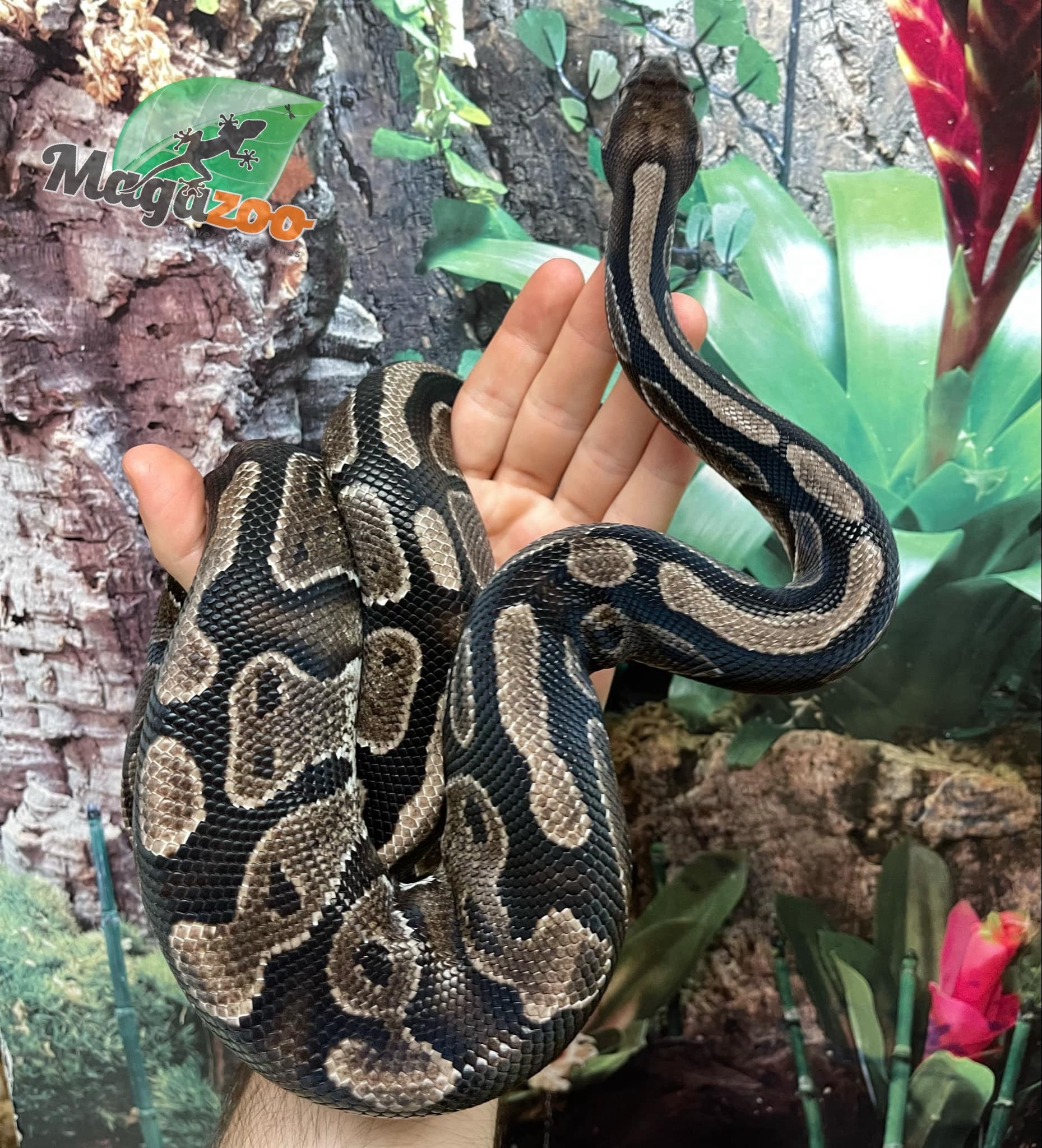 Ball python VPI Axanthic (66% DH hypo pied) Female - Magazoo, the ...