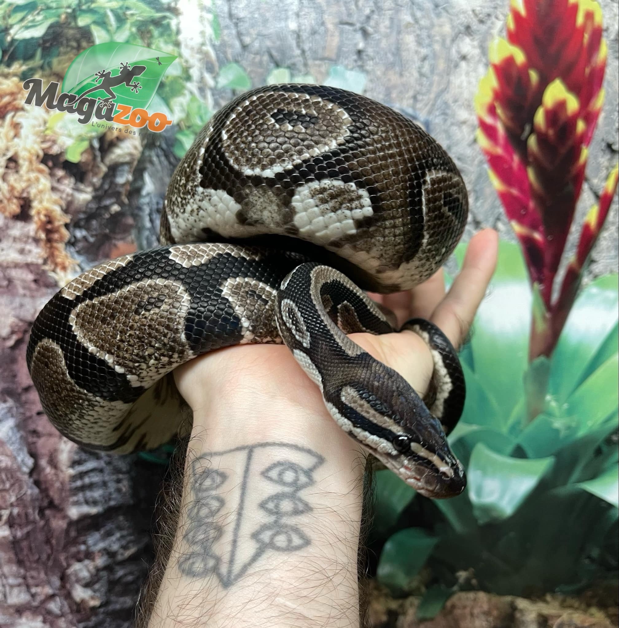 Python royal VPI Axanthic (66% DH hypo pied) Femelle - Magazoo, l ...