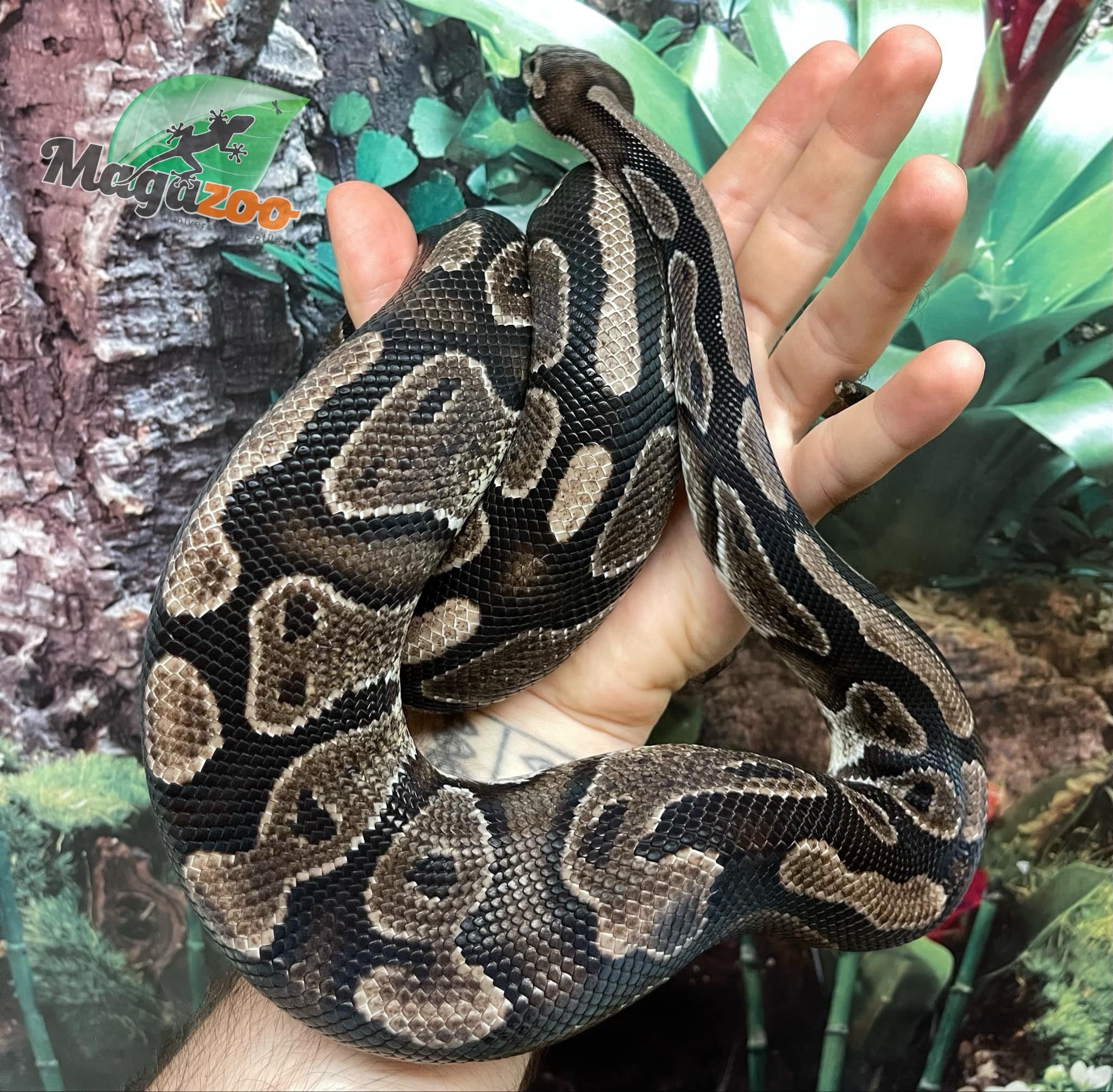 Python royal VPI Axanthic (66% DH hypo pied) Femelle - Magazoo, l ...