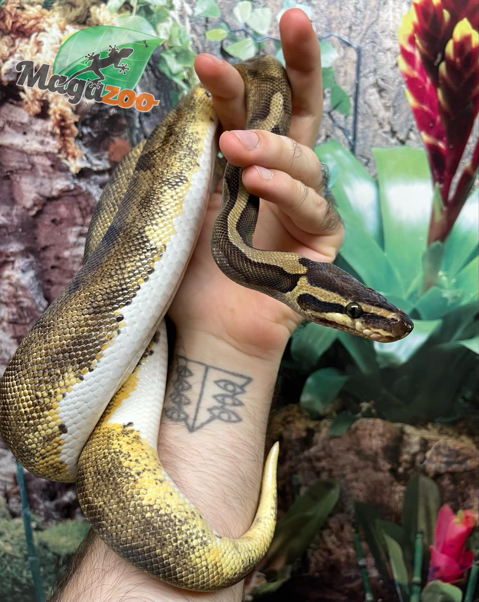 Python Royal Enchi Pied femelle - Magazoo, l'Univers des Reptiles