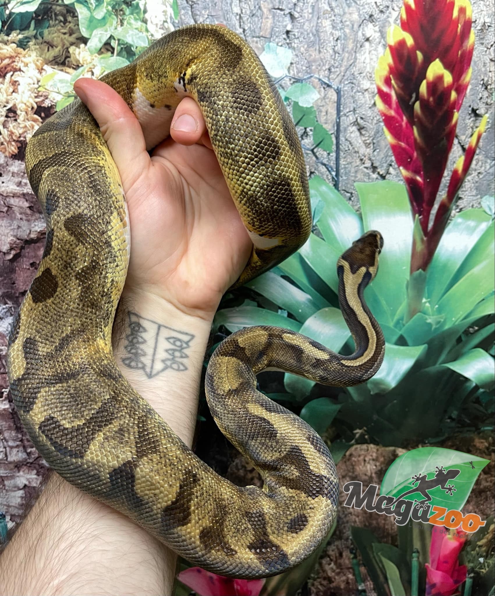 Python Royal Enchi Pied femelle - Magazoo, l'Univers des Reptiles