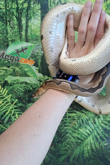 Snakes - Magazoo, the Universe of Reptiles