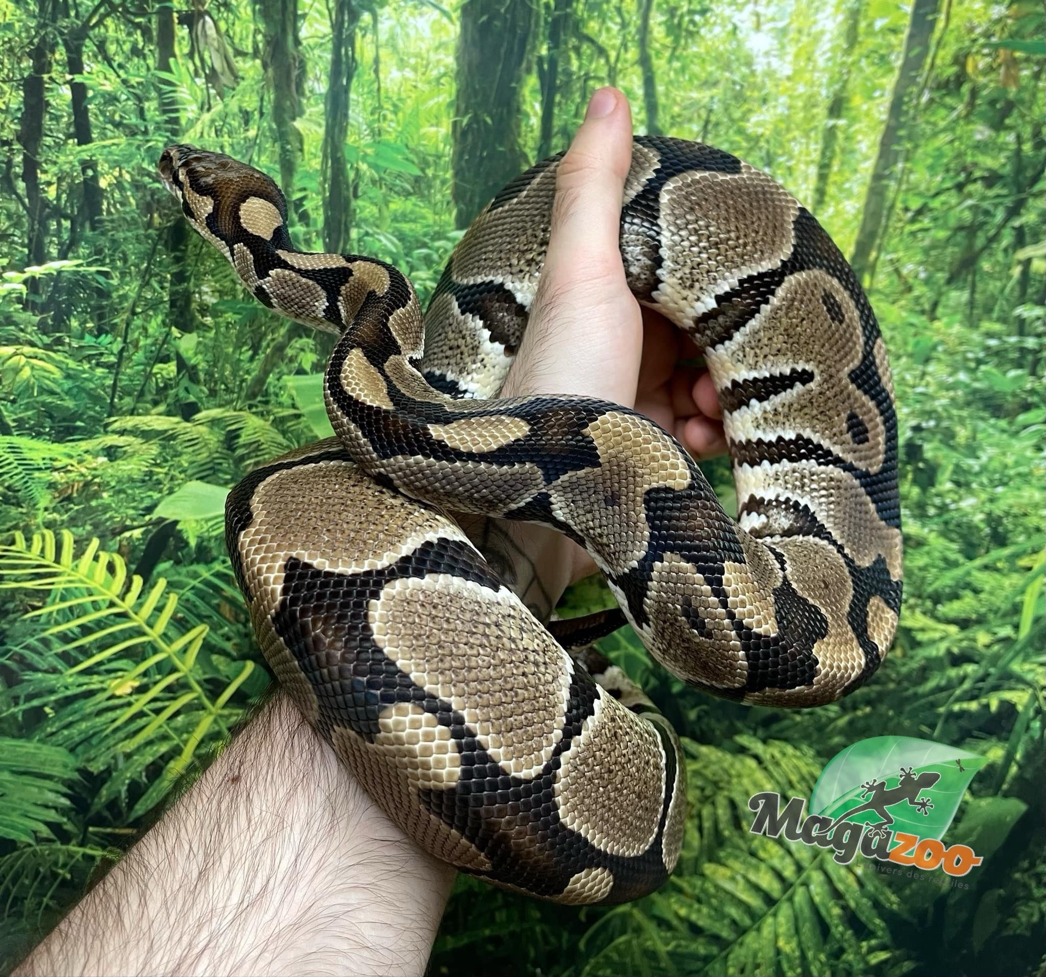 Ball Python Blade double het clown ultramel Male - Magazoo, the ...