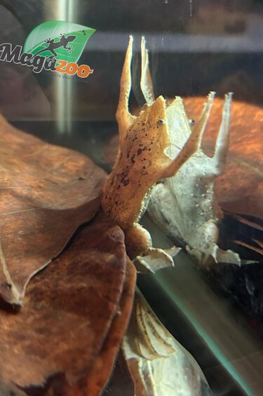 Amphibiens - Magazoo, l'Univers des Reptiles