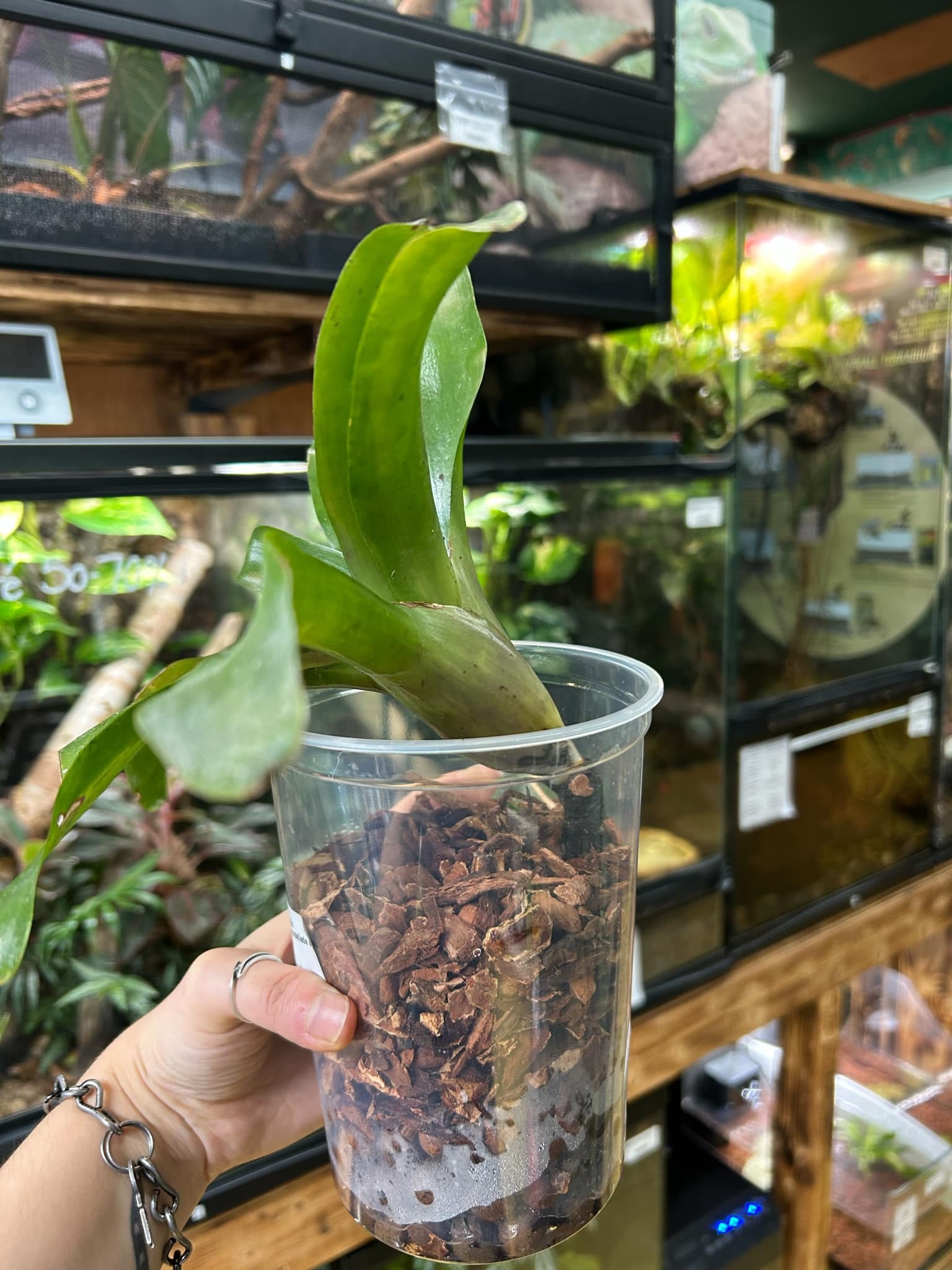 Bromelia Neoregelia Bromeliads sp. Plant (Big) - Magazoo, the Universe ...