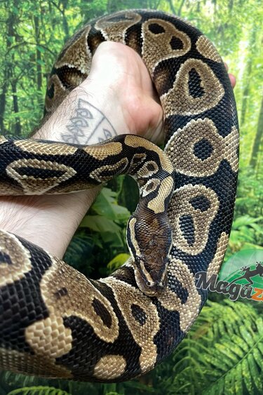 Snakes - Magazoo, the Universe of Reptiles