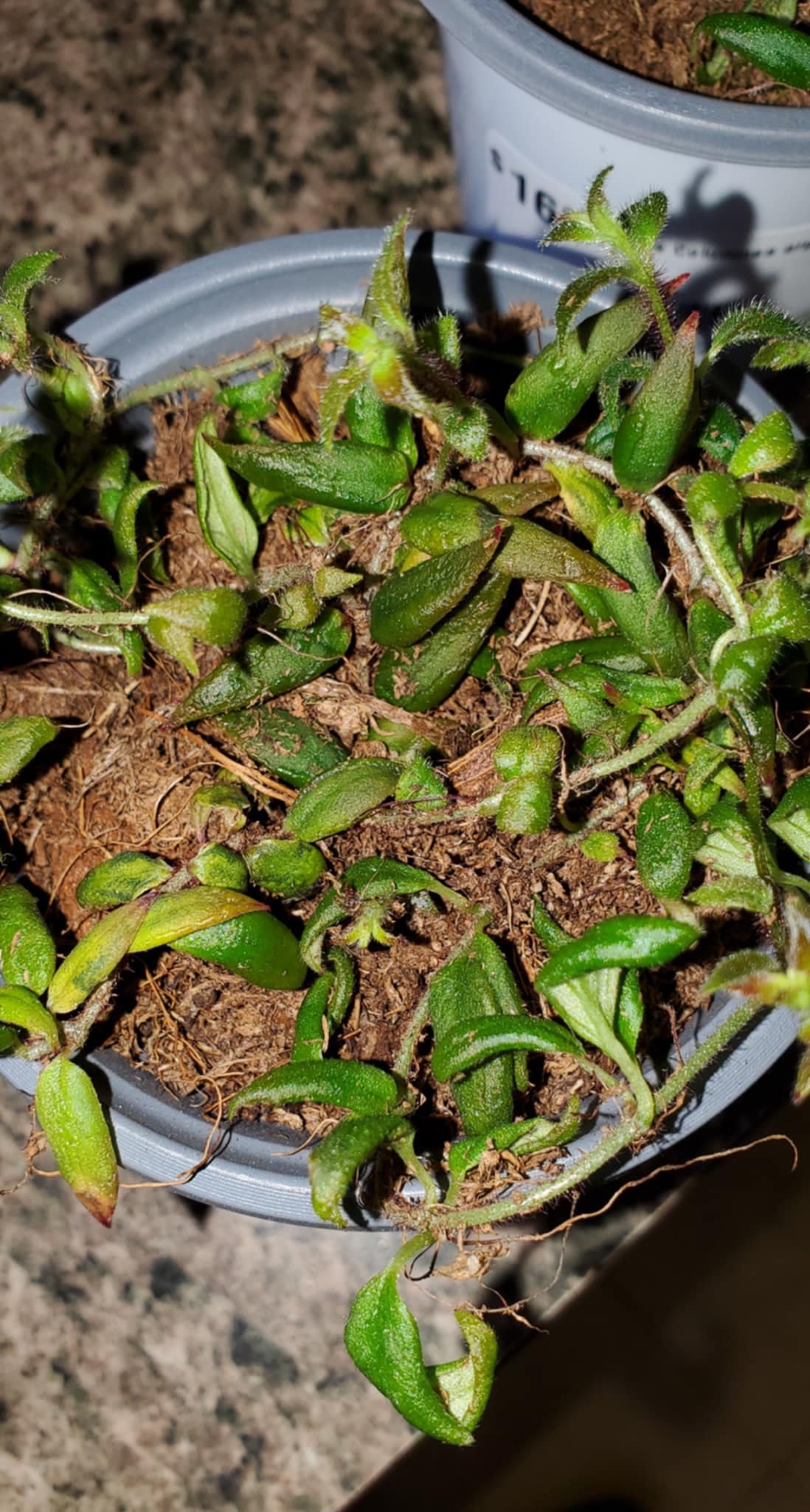 Columnea arguta plant - Magazoo, the Universe of Reptiles