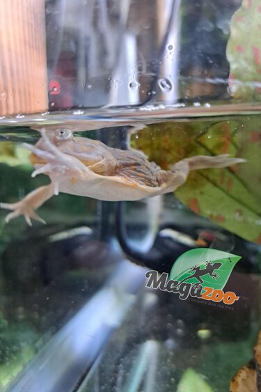 Amphibiens - Magazoo, l'Univers des Reptiles