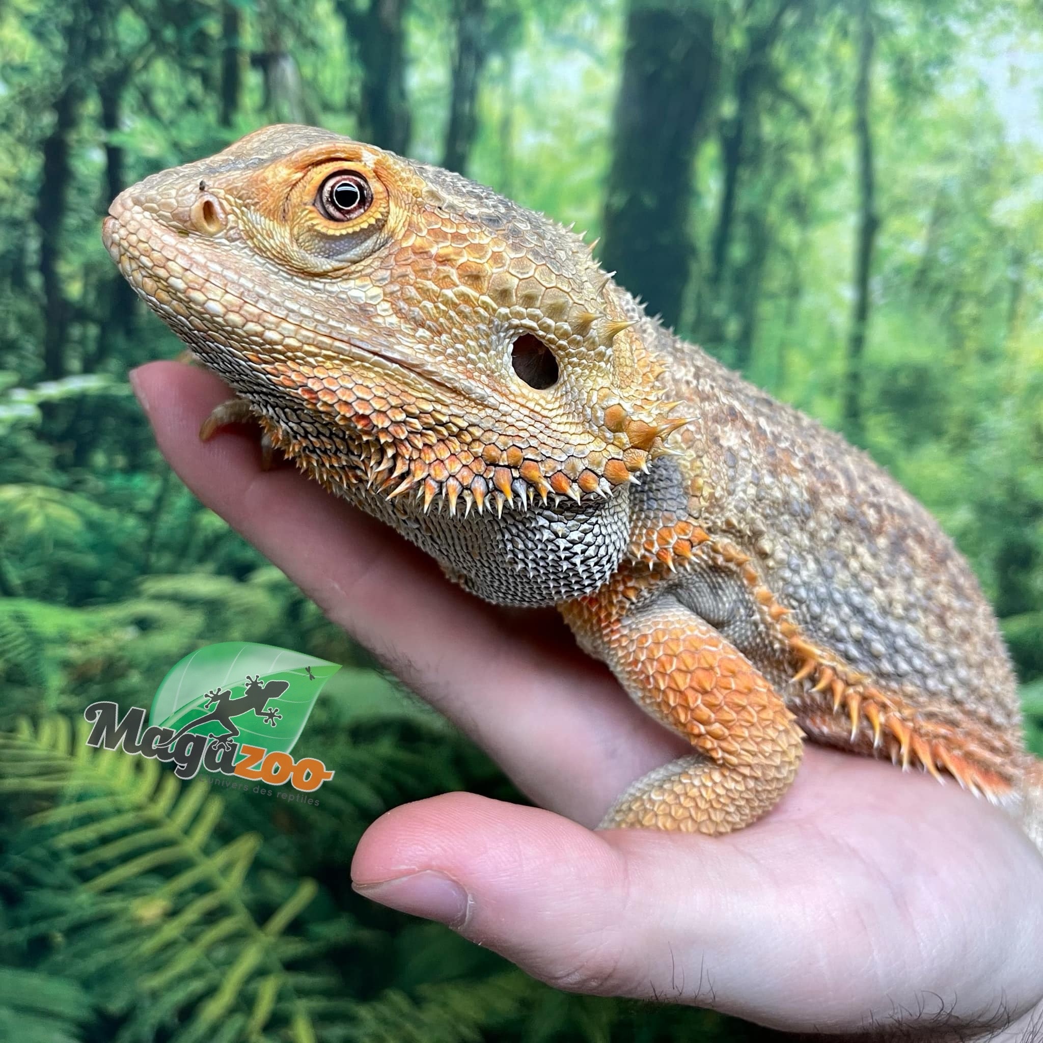 Hypo dunner het zero Adult male Bearded dragon - Magazoo, the Universe ...