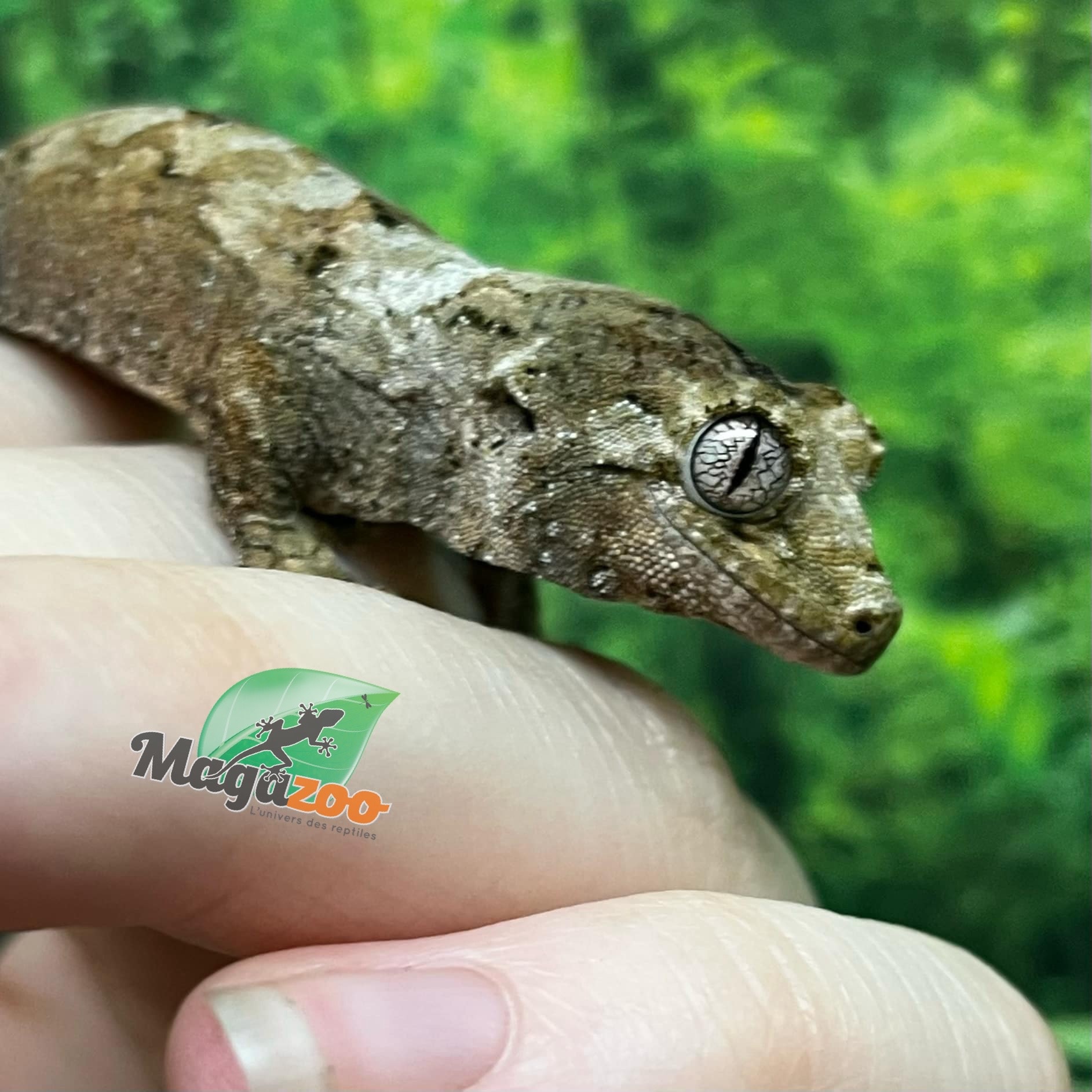 Pine Isle Chahua gecko - Magazoo, the Universe of Reptiles