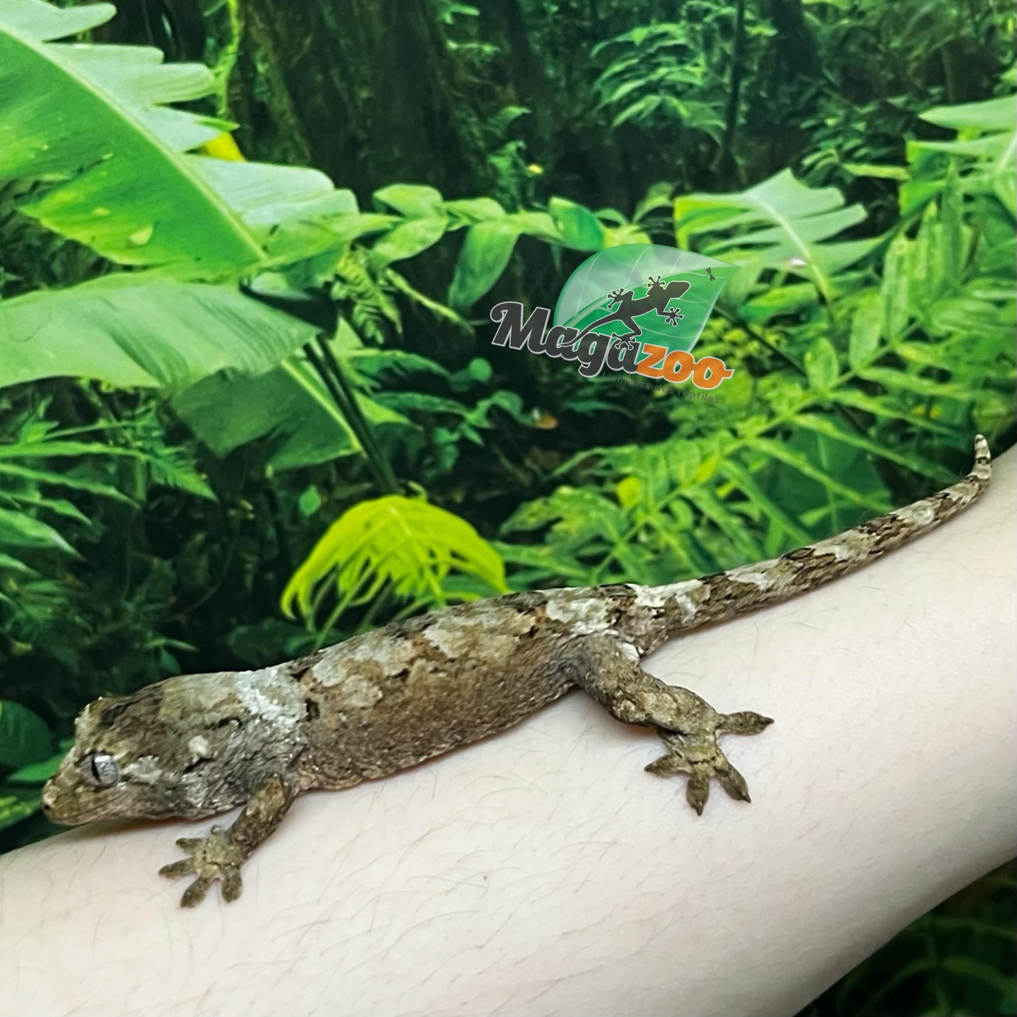 Pine Isle Chahua gecko - Magazoo, the Universe of Reptiles